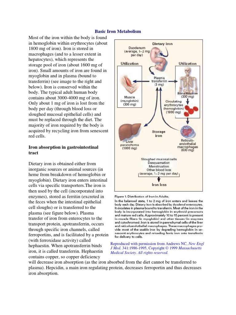 Basic Iron Metabolism | Red Blood Cell | Biochemistry