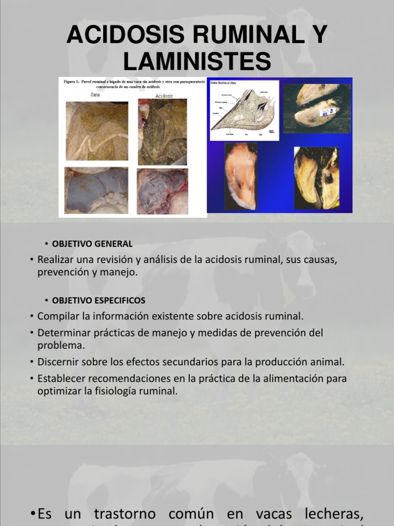 Acidosis Ruminal en Bovinos: Causas y Tratamiento | PDF | Rumiante | Vacas