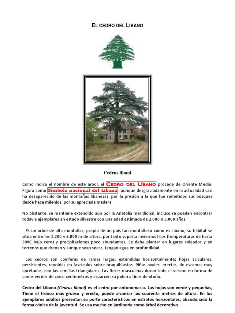 El Cedro del Líbano: Historia y Usos | PDF | Arboles | Plantas