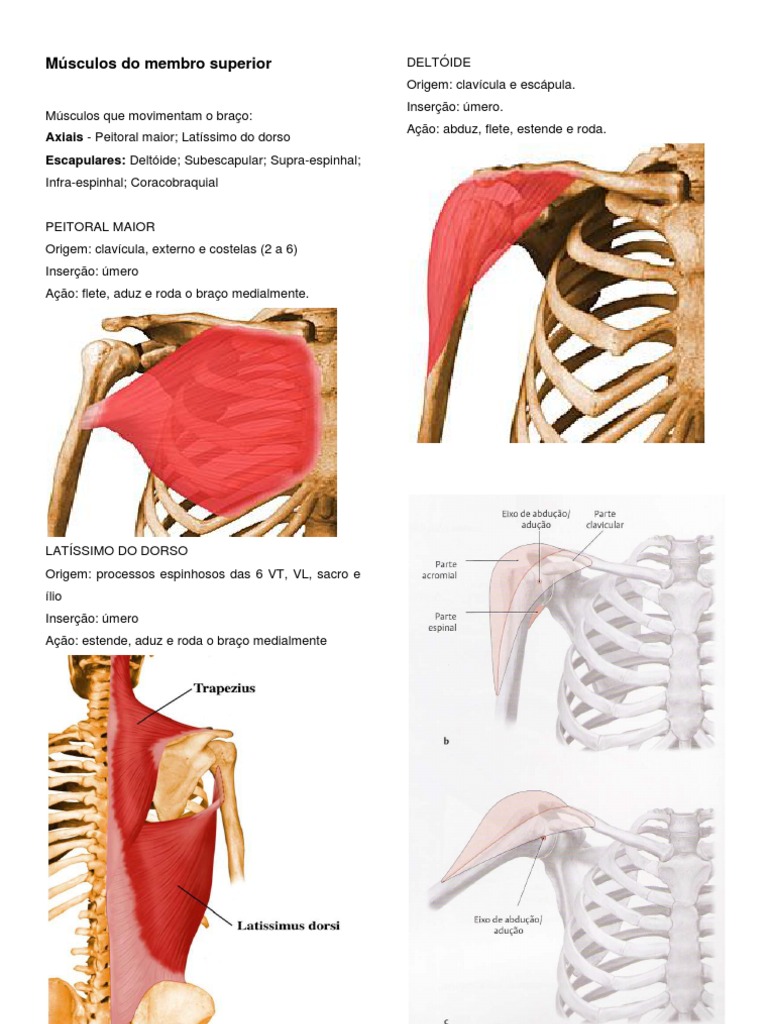 Músculos Do Membro Superior | PDF