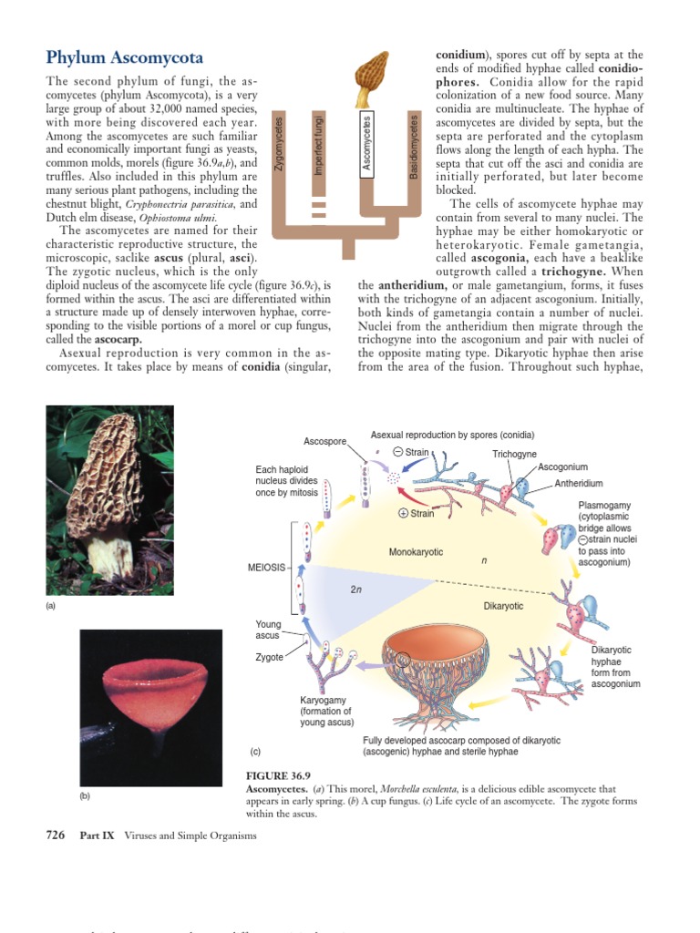 Ascomycota Life Cycle Overview | PDF