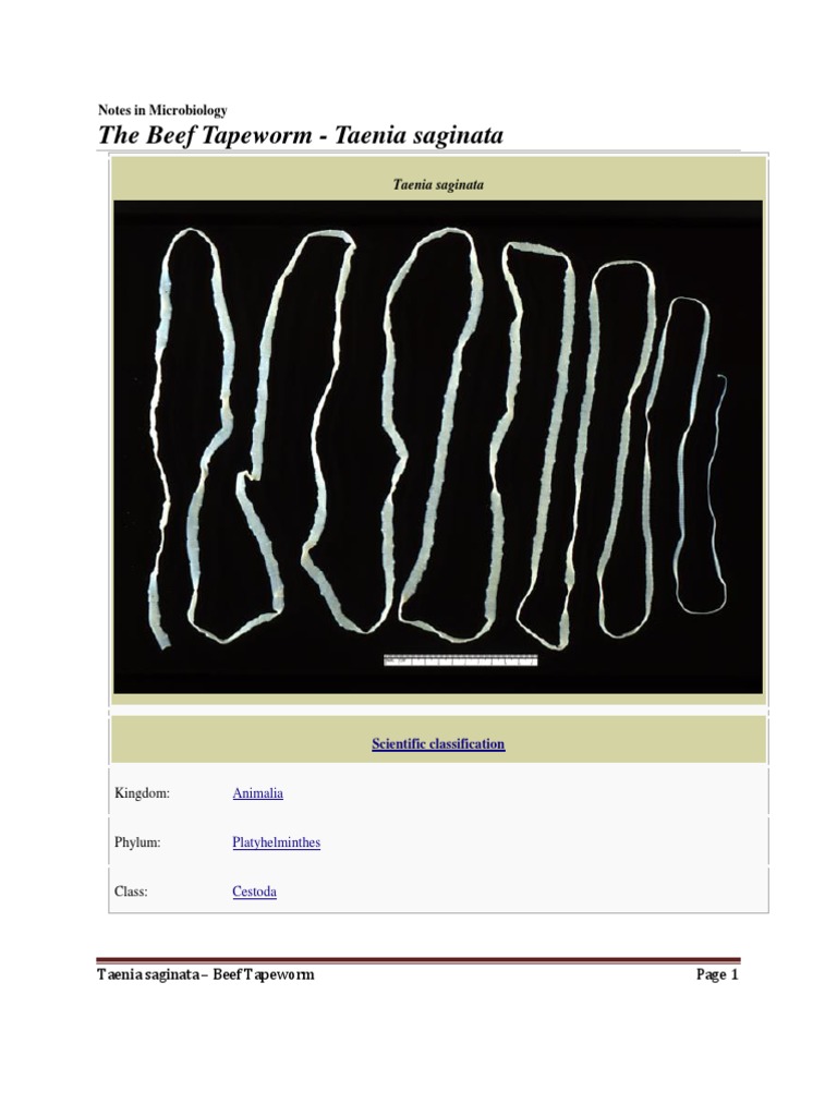 Beef Tapeworm - Taenia Saginata | Medical Specialties | Clinical Medicine