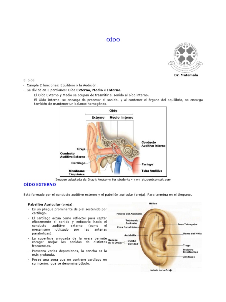 Oido Anatomia