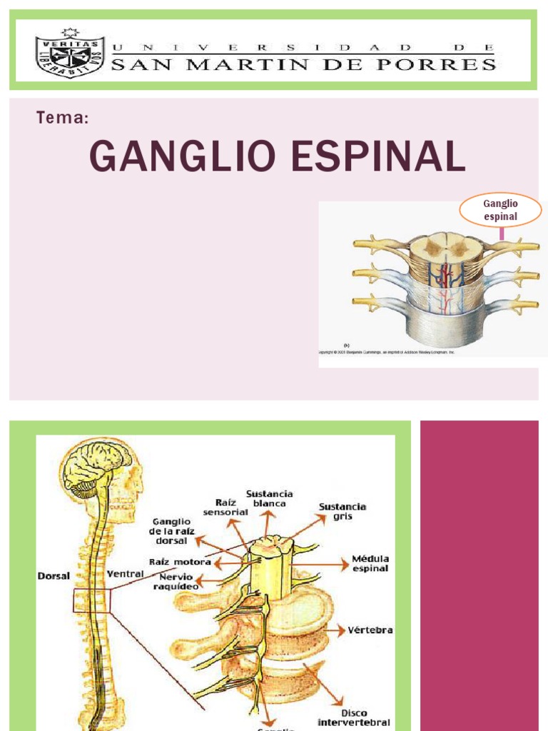 Ganglio Espinal: Estructura y Función | PDF | Neurona | Neuroanatomía