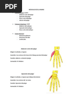 Músculos de La Mano: Eminencia Tenar Eminencia Hipotenar Parte Media ...