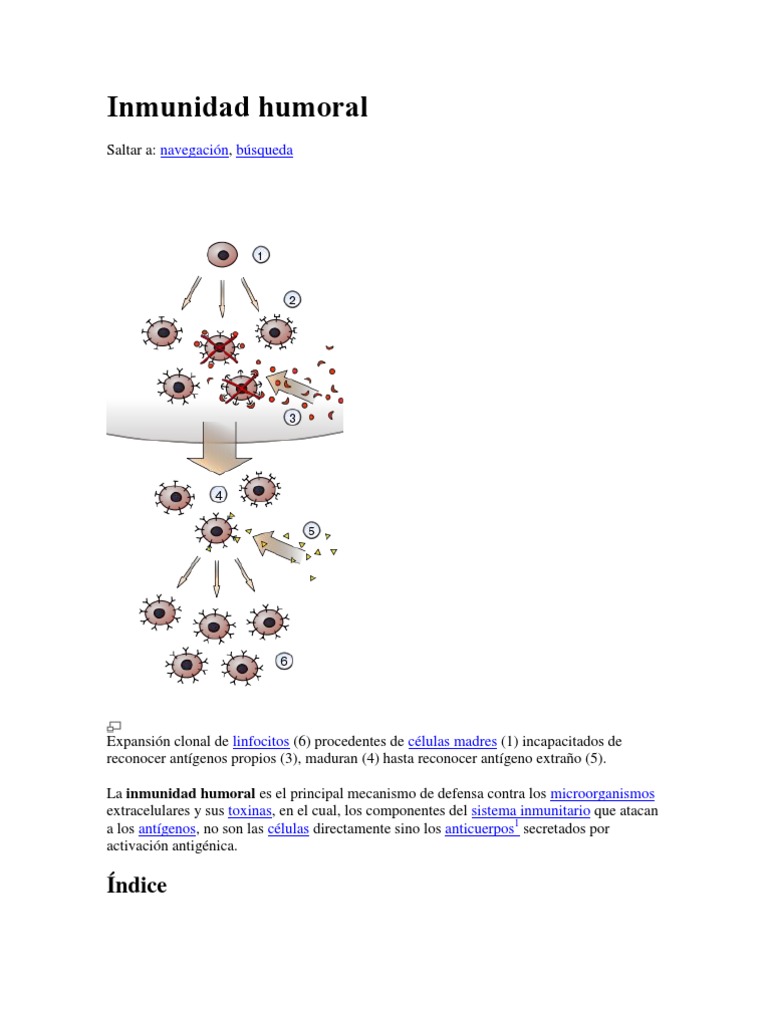 Inmunidad Humoral | PDF | Inmunidad humoral | Linfocitos