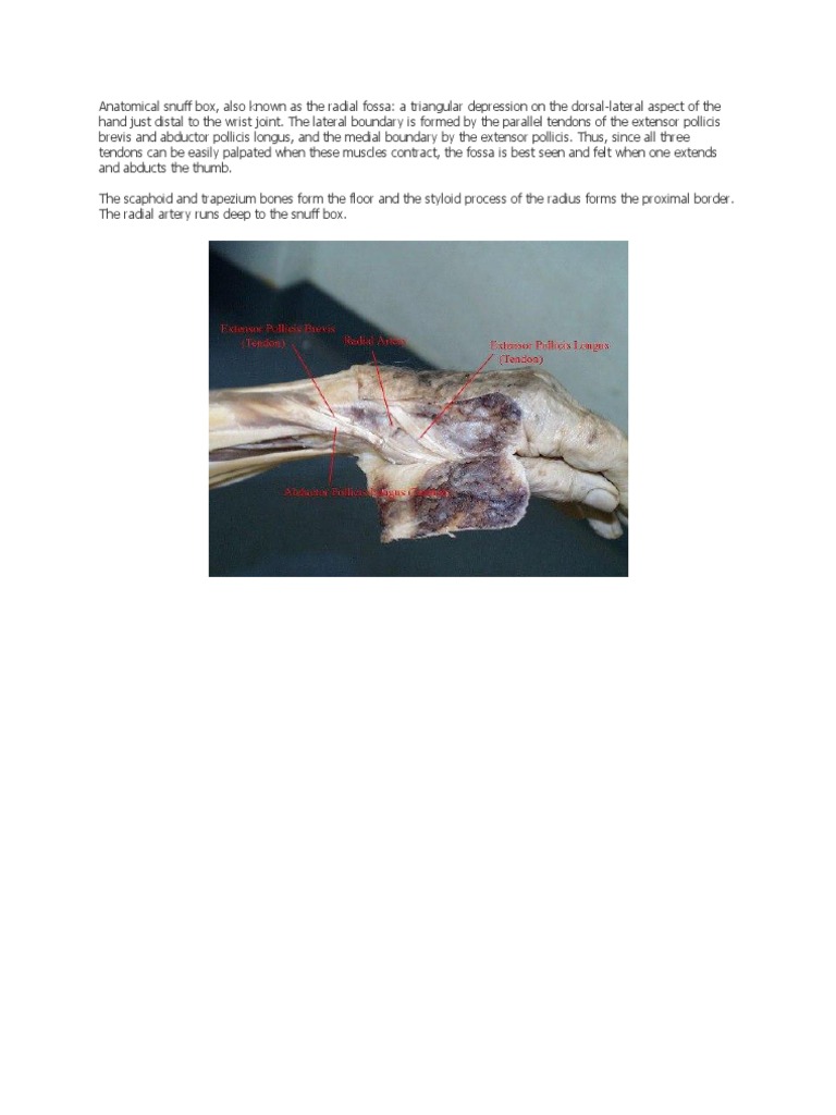 Anatomy of the Anatomical Snuff Box | PDF