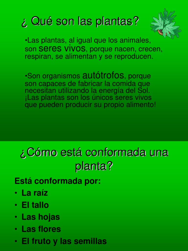 Clasificación y características de plantas | PDF | Plantas | Arboles