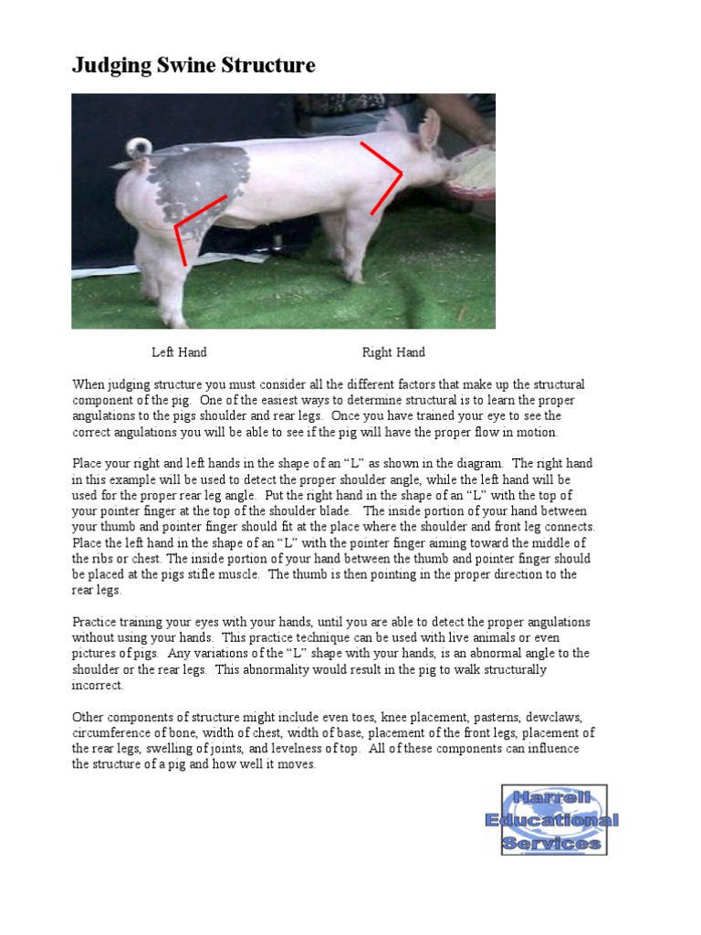 Judging Swine Structure Part 1 PDF | PDF | Shoulder | Hand
