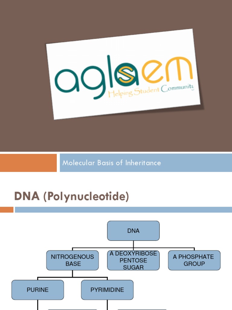 Molecular Basis of Inheritance Notes | PDF | Genetic Code | Translation ...