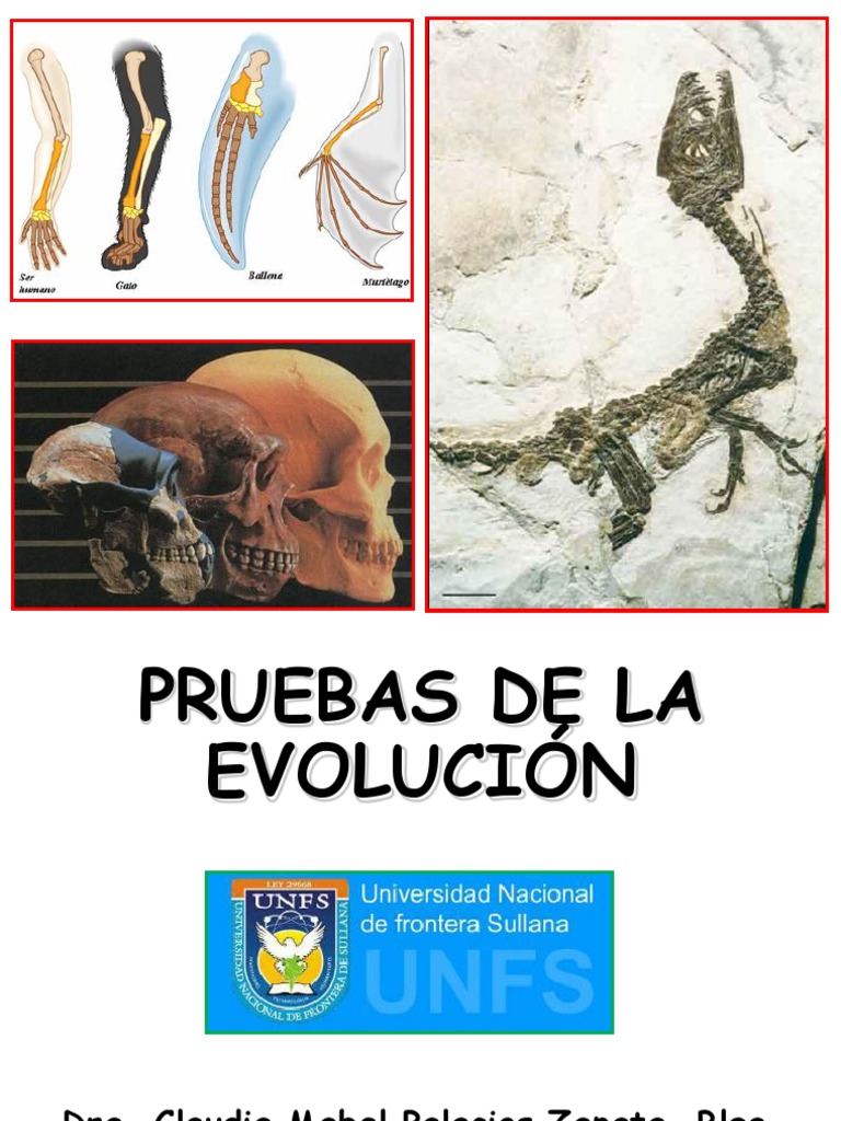 Pruebas de la Evolución en Biología | PDF | Fósil | Homología (biología)