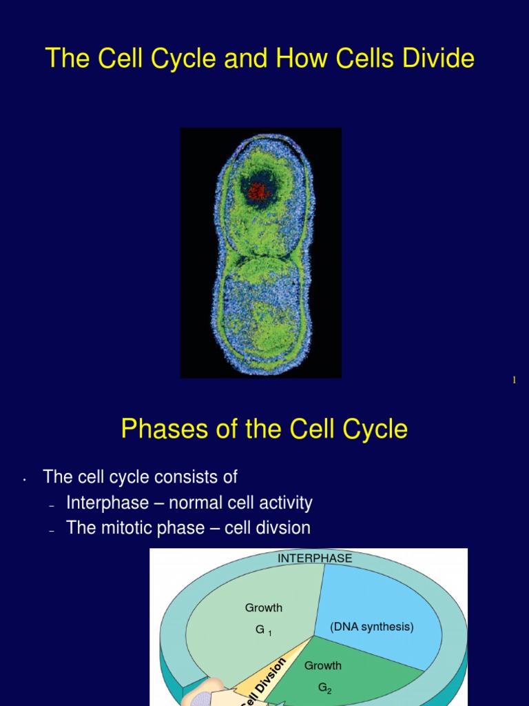 The Cell Cycle and How Cells Divide | PDF