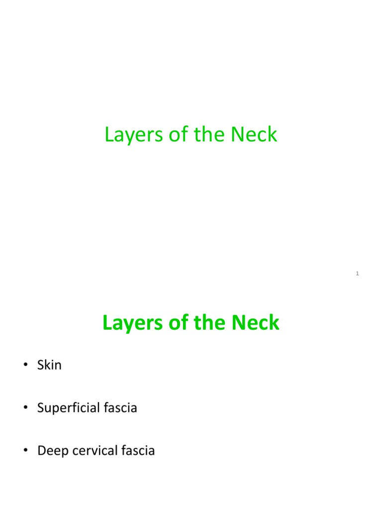 Anatomy of Neck Layers Explained | PDF | Neck | Common Carotid Artery