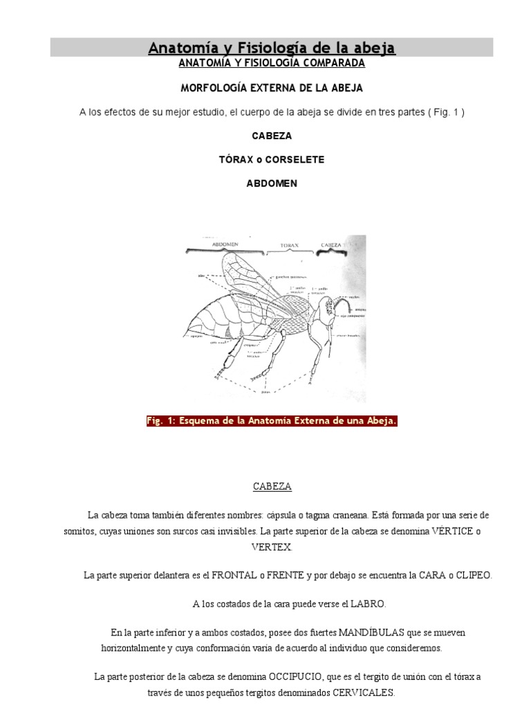 Anatomía y Fisiología de La Abeja | PDF | Ojo | Abejas