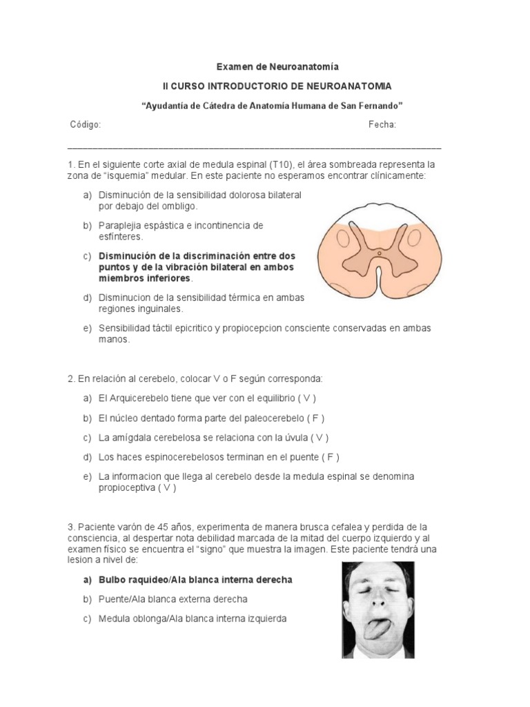Examen de Neuroanatomía | PDF | Tálamo | Cerebelo