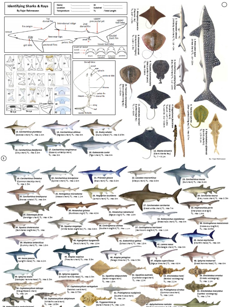 Identifying Sharks and Rays | PDF