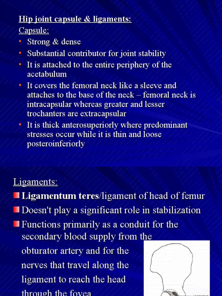 Hip 2 | PDF | Pelvis | Hip