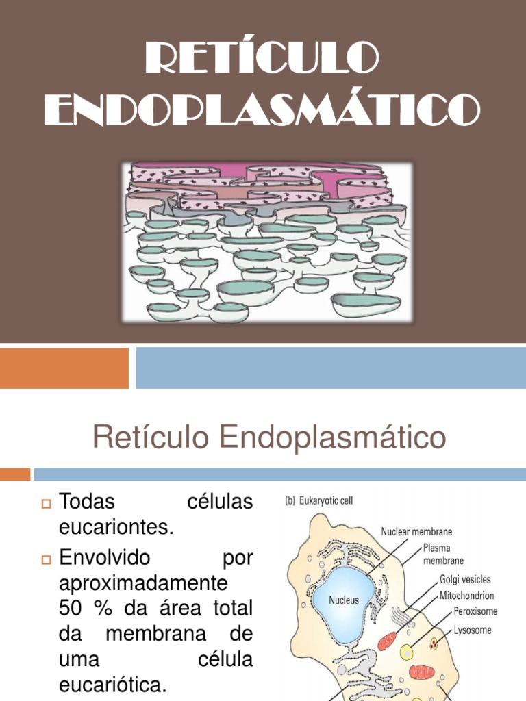 SEMINÁRIO RET. ENDOPLASMÁTICO - Parte Bruna | PDF | Retículo ...