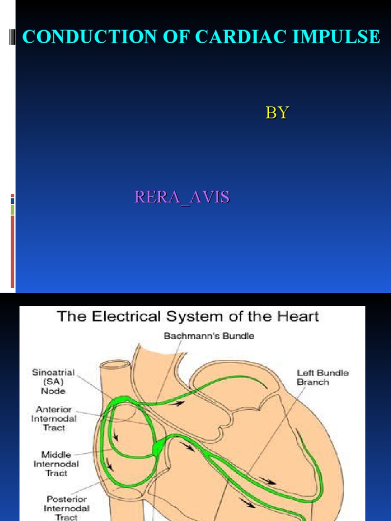 Cardiac Impulse Conduction Guide | PDF | Atrium (Heart) | Ventricle (Heart)