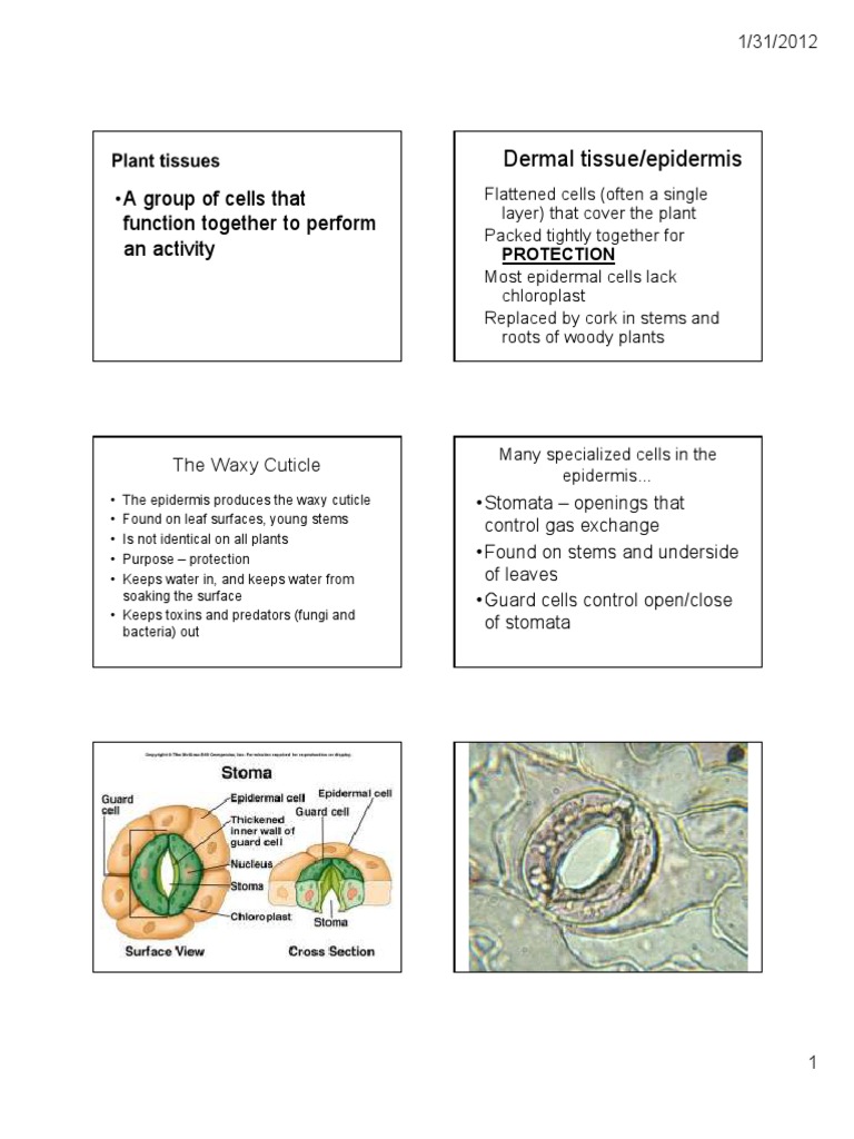 Plant Tissue Types: Epidermis & Transport | PDF | Home & Garden | Wellness