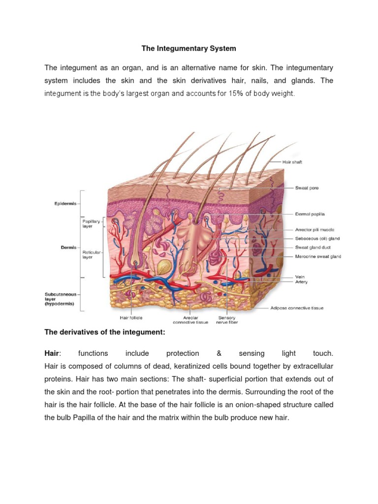 The Integumentary System | Candidiasis | Epidermis