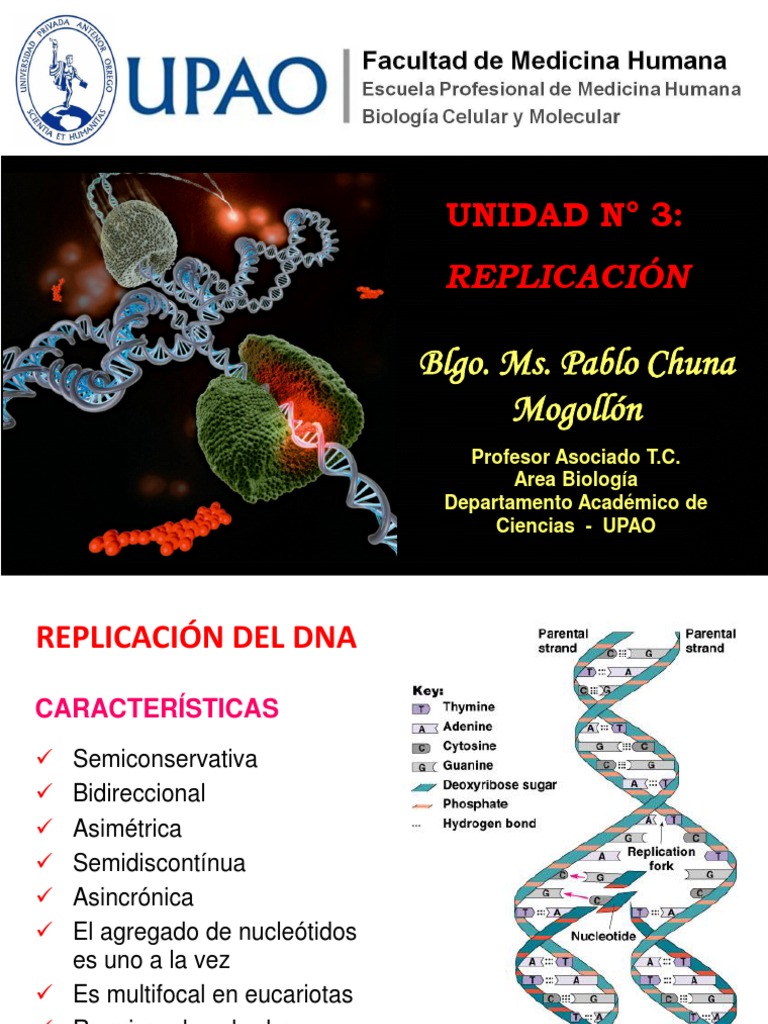 Replicacion Adn | Descargar gratis PDF | Replicación De Adn | Adn