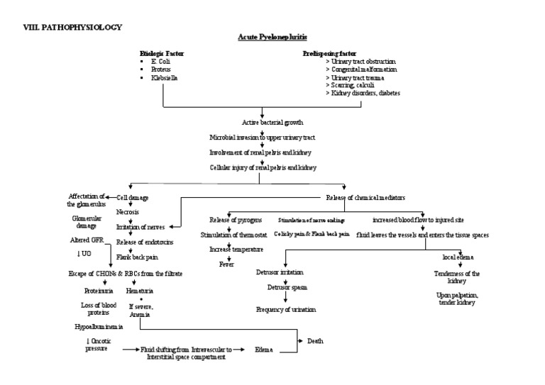 Acute Pyelonephritis Patho | PDF