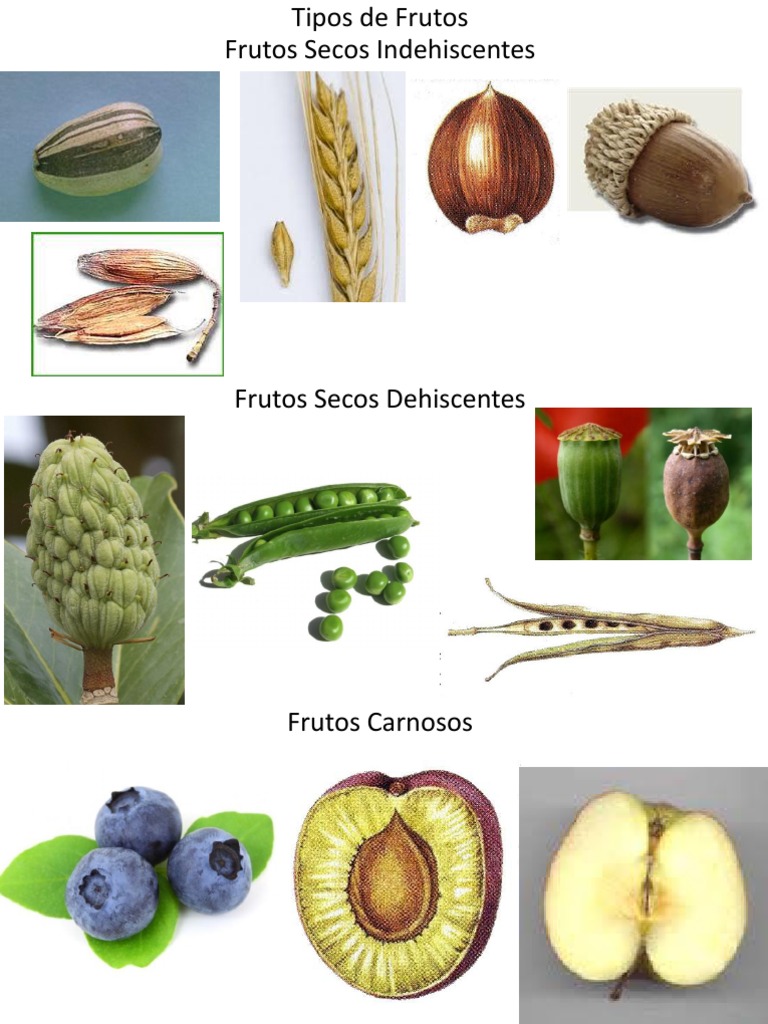 Tipos de Frutos: Secos y Carnosos | PDF