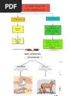 Ciclo de Vida de La Vaca | PDF | Vacas | Leche