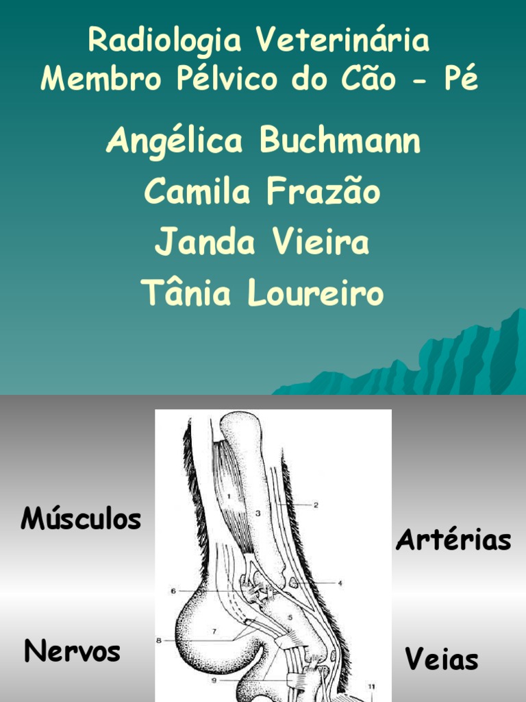 Anatomia Veterinária | PDF