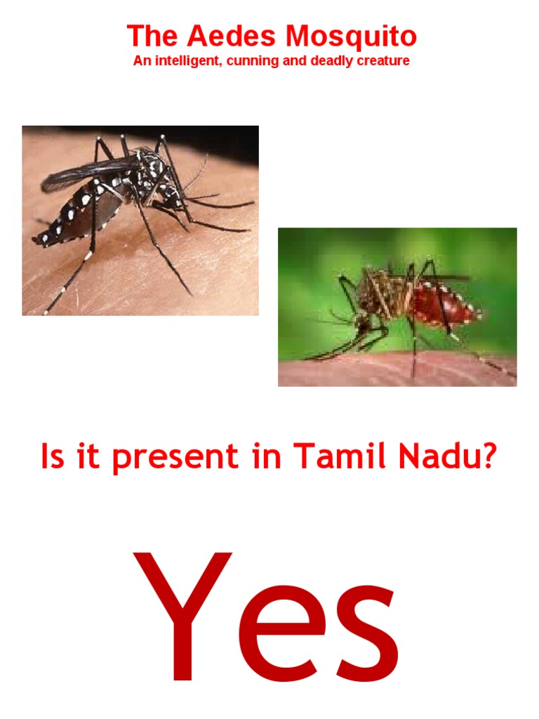 Dengue - Awareness.ppt | Mosquito | Wellness