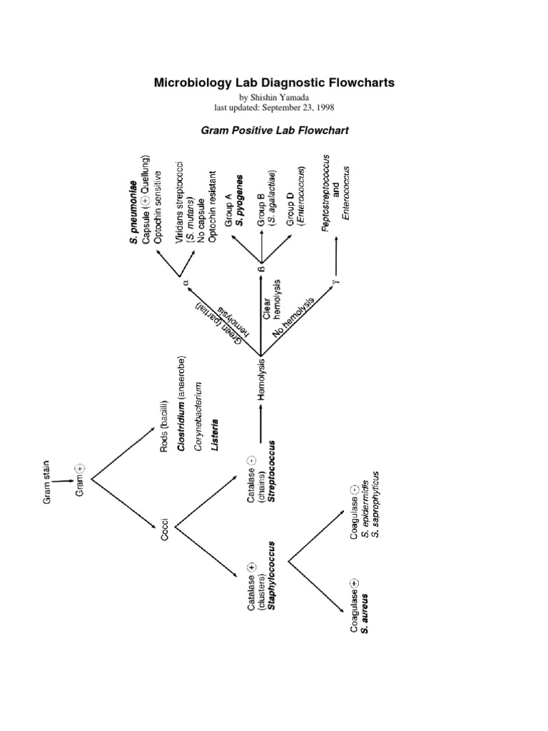Microbiology Lab Diagnostics Flowchart | PDF