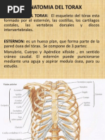 Anatomía de la Región Esternal | PDF | Tórax | Sistema esquelético