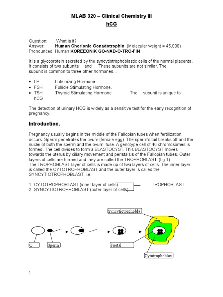 Understanding hCG in Pregnancy Testing | PDF | Human Chorionic ...
