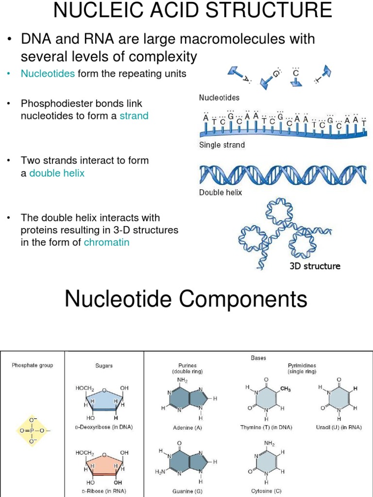 Dna 2 | Nucleotides | Dna
