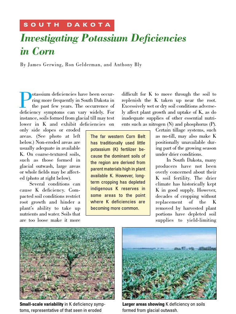 Investigating Potassium Deficiencies in Corn | PDF | Potassium | Diet ...