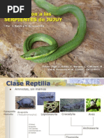 Clasificación de Anápsidos y Diápsidos | PDF | Serpiente | Reptil
