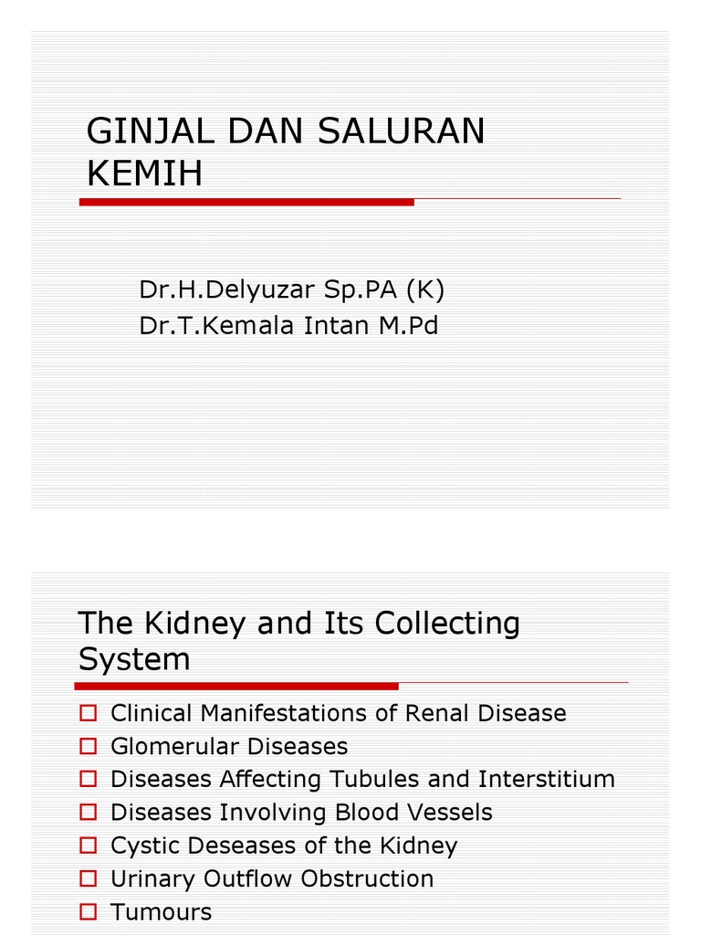 Gus156 Slide Ginjal Dan Saluran Kemih | PDF | Kidney | Artery