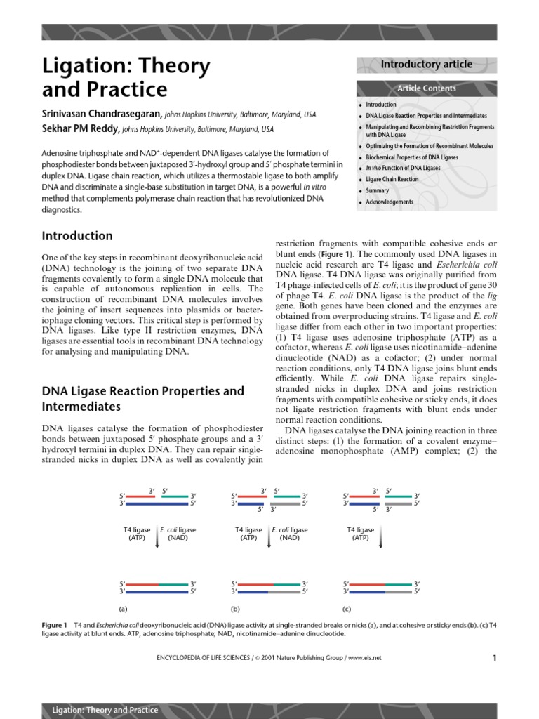 Ligation Theory and Practice.pdf | Dna Ligase | Plasmid