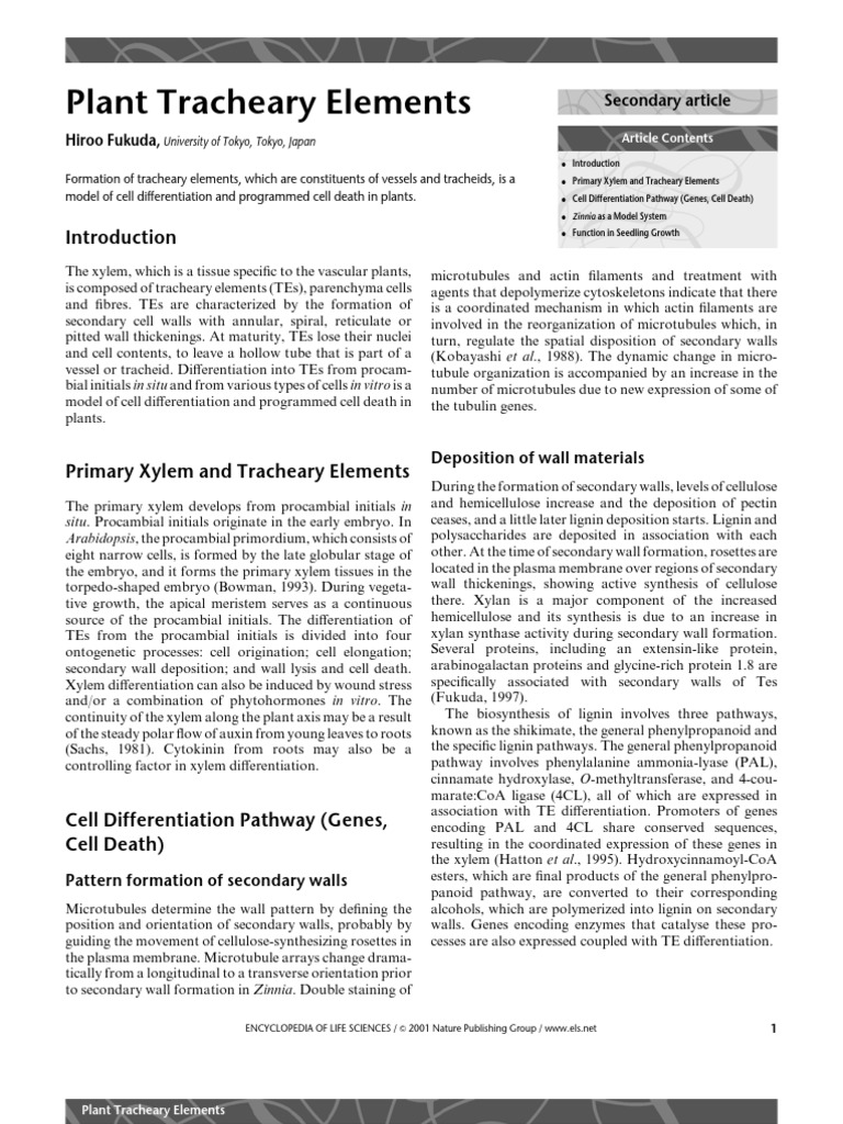 Plant Tracheary Elements PDF | PDF | Vacuole | Tissue (Biology)
