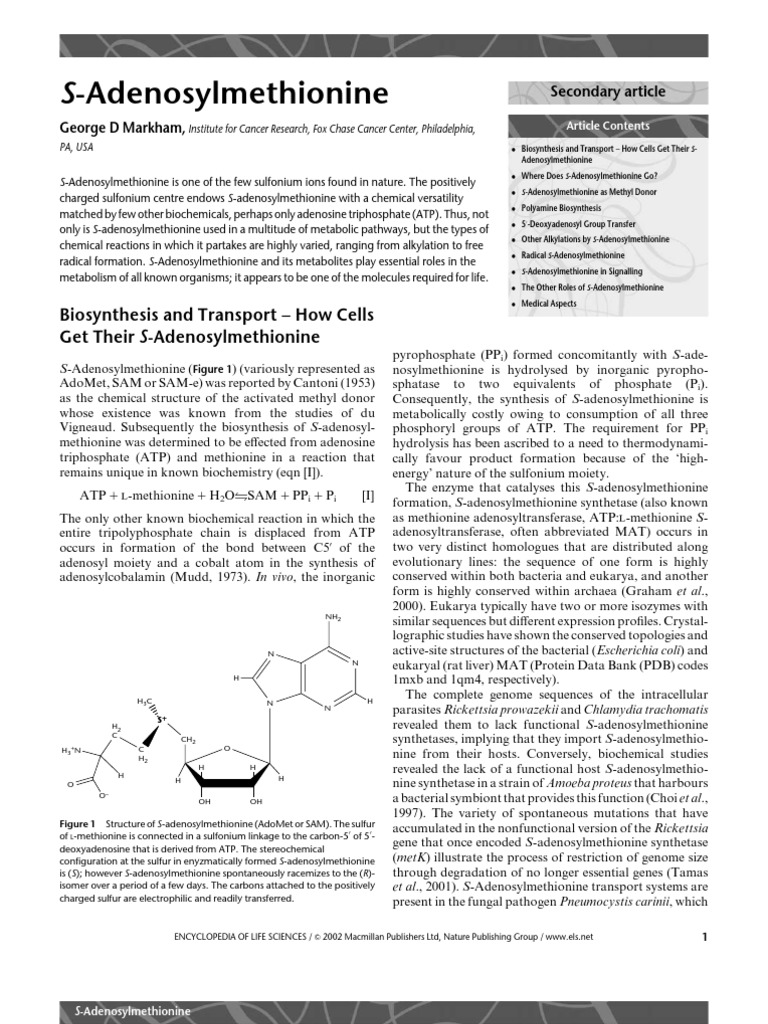 S-Adenosylmethionine: A Versatile Biochemical with Essential Roles in ...