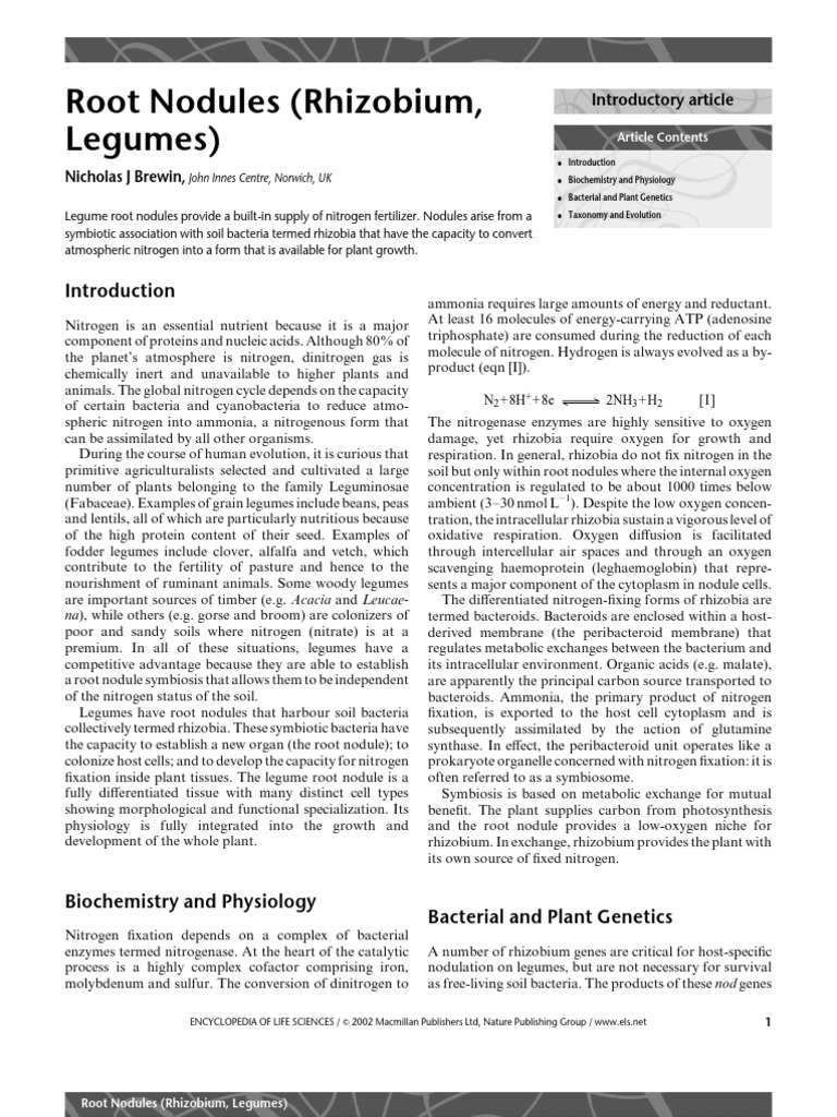 Rhizobium and Legume Root Nodules | PDF | Bacteria | Biochemistry