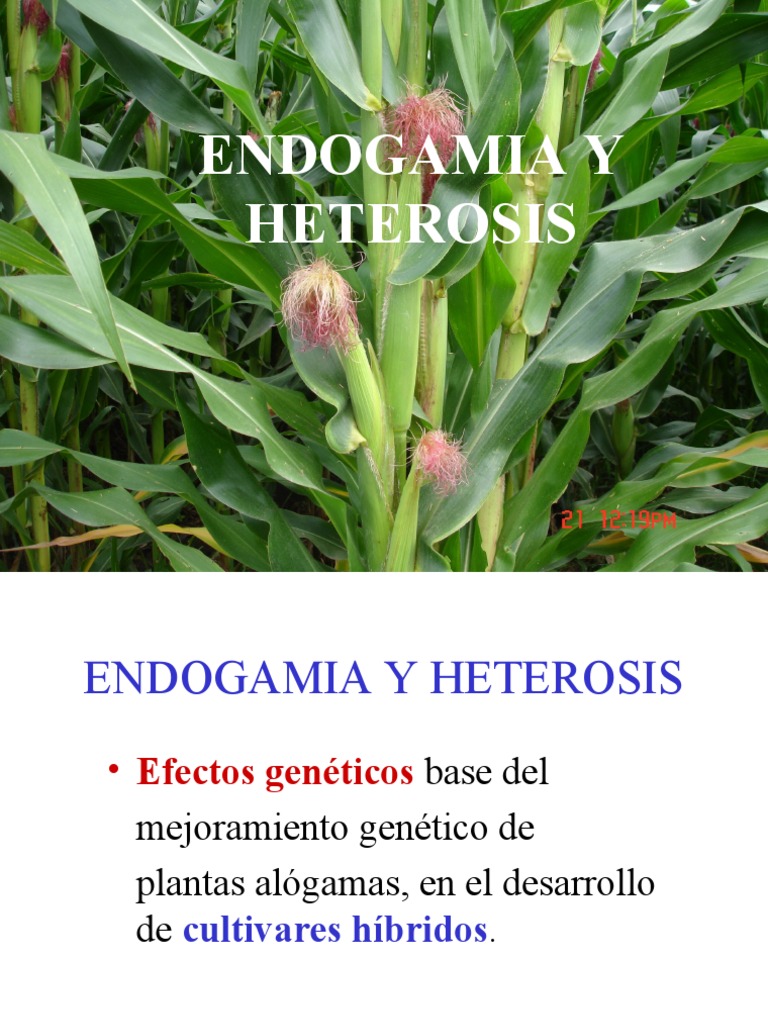 Endogamia y Heterosis | PDF | Endogamia | Siembra