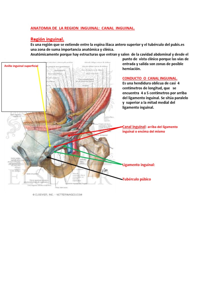 Anatomía del Canal Inguinal | PDF | Abdomen | Sistema musculoesquelético