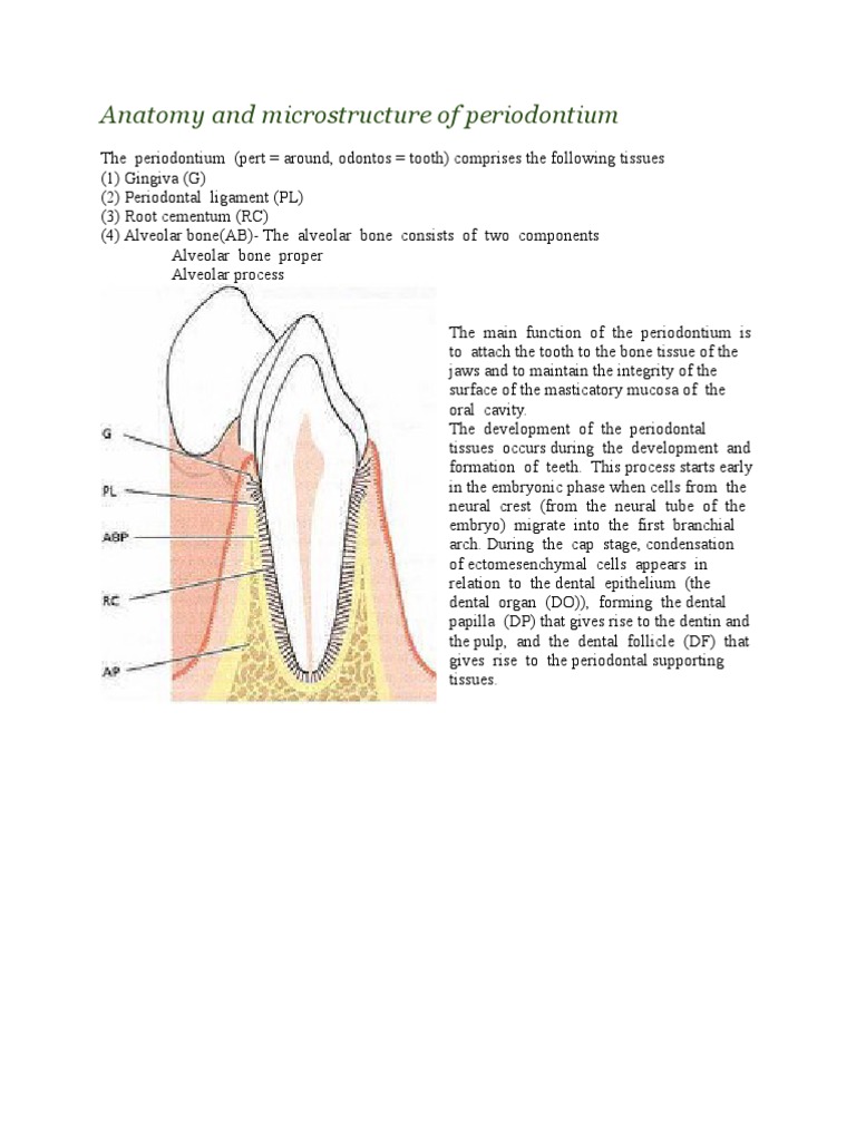 Anatomy and Microstructure of Periodontium | PDF | Human Tooth ...