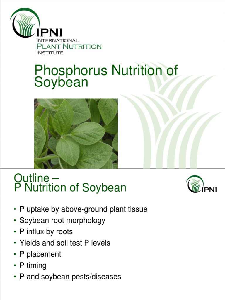 P Nutrition of Soybean | PDF | Root | Soil