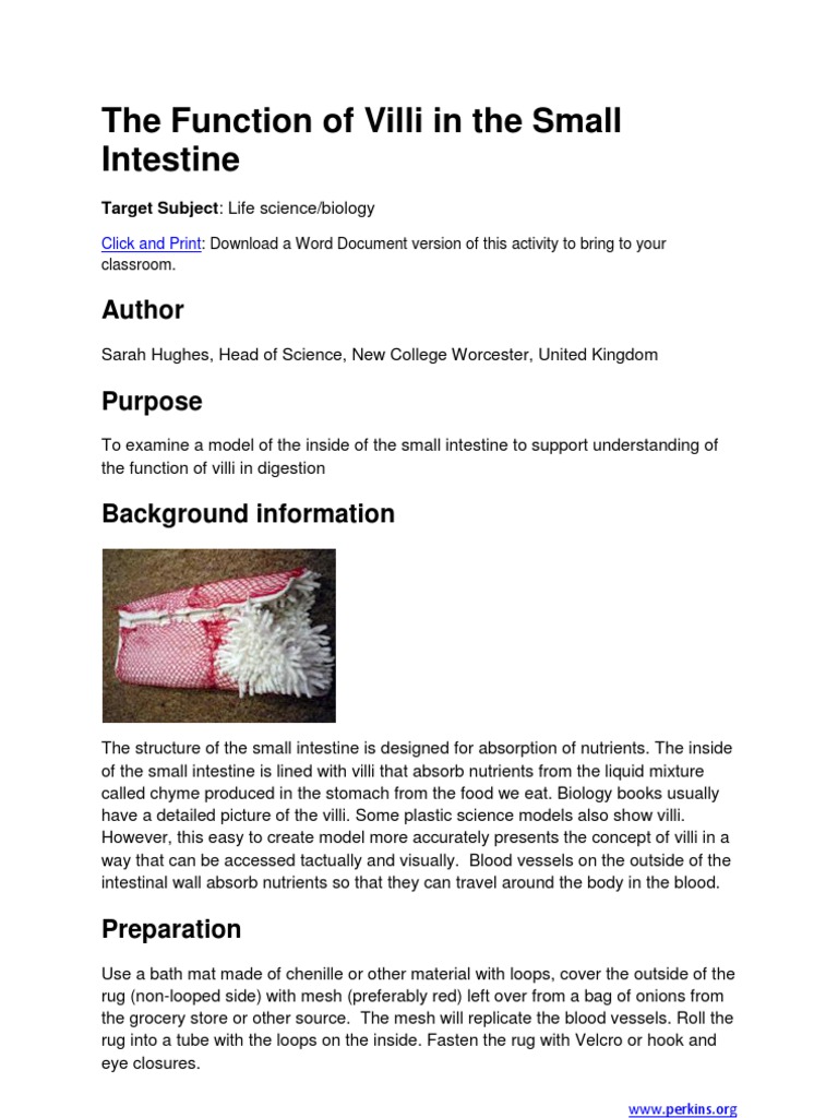 The Function of Villi in The Small Intestine | PDF | Small Intestine ...