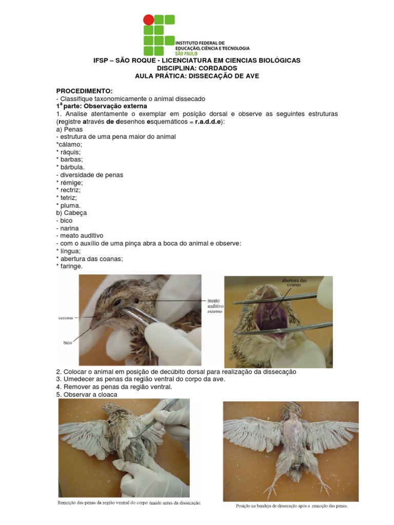 Aula Prática: Dissecação de Aves | PDF