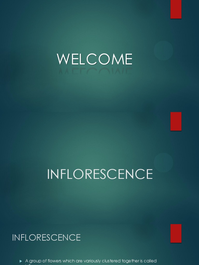 Types of Inflorescence in Botany | PDF | Plant Morphology | Botany