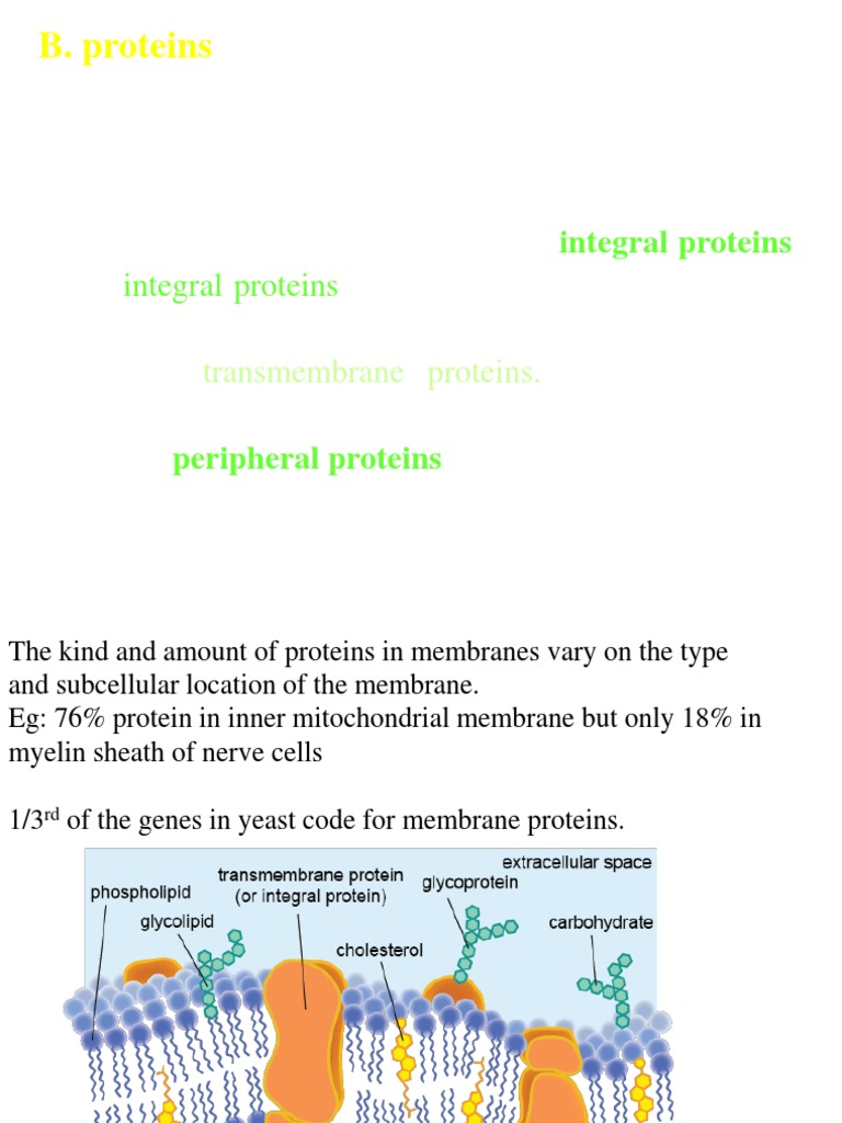 Cell Membrane Proteins Explained | PDF